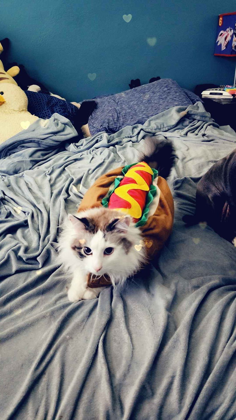 Lukehatake Best Free TikTok Porn Creator Videos | Waptap